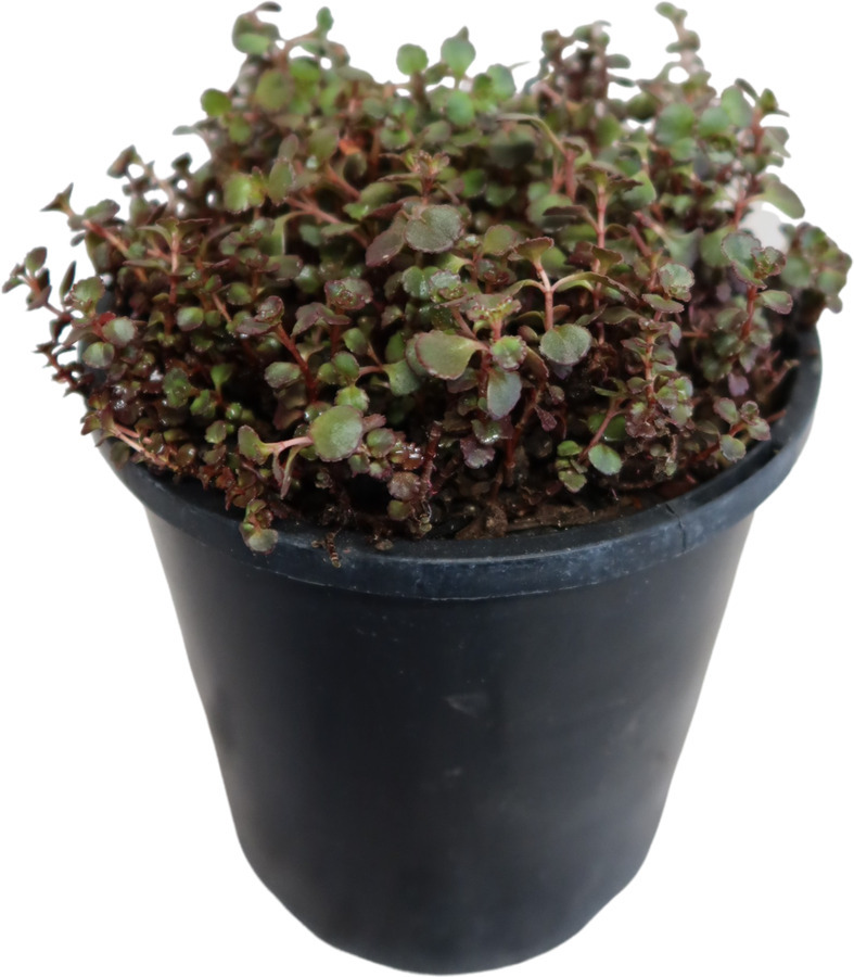 Sedum spurium (Sedum Chocolate Blob) 1.9L $2.50 (Was $17) @ Bunnings ...