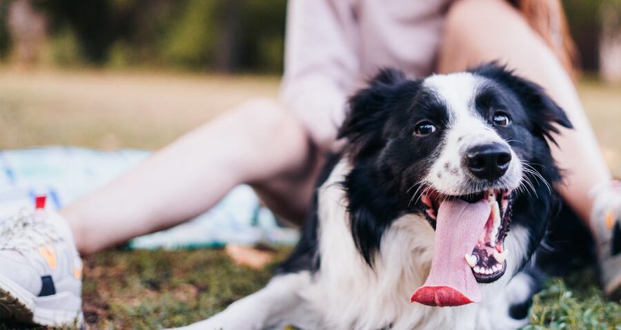 Free 2x Pedigree DENTASTIX Sample Packs for Small/Medium/Large Dogs ...